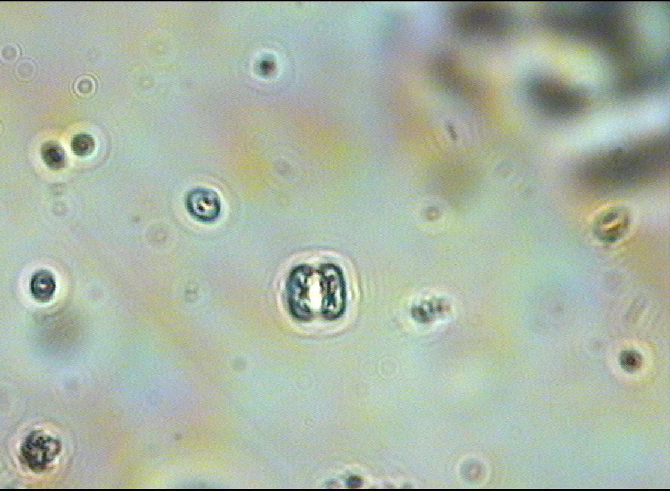 merismopedia punctata