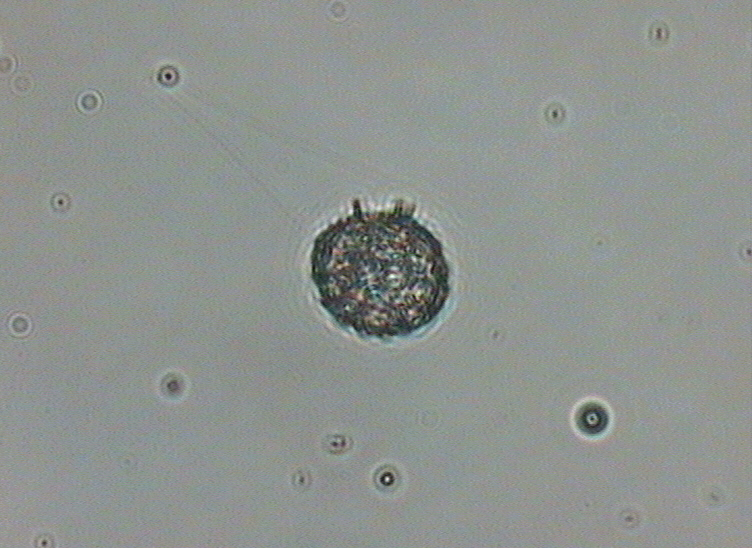 merismopedia punctata