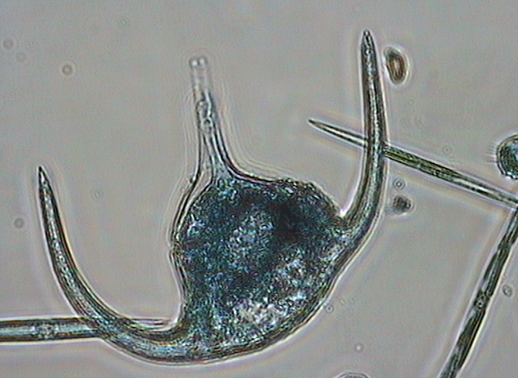 ceratium phylum