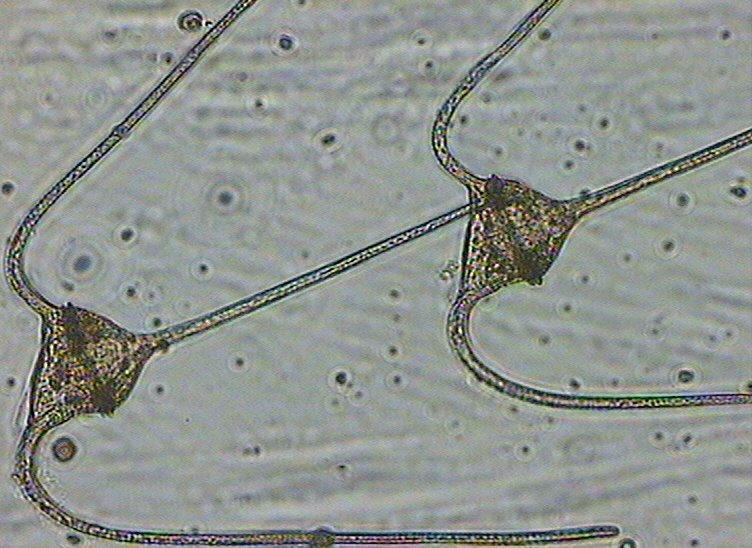 ceratium phylum