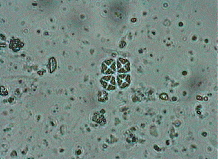 merismopedia punctata