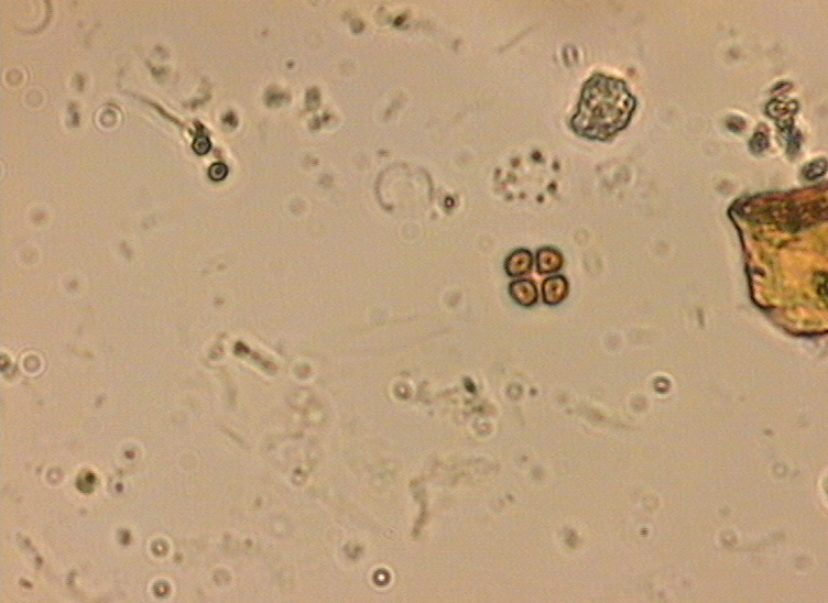 merismopedia punctata